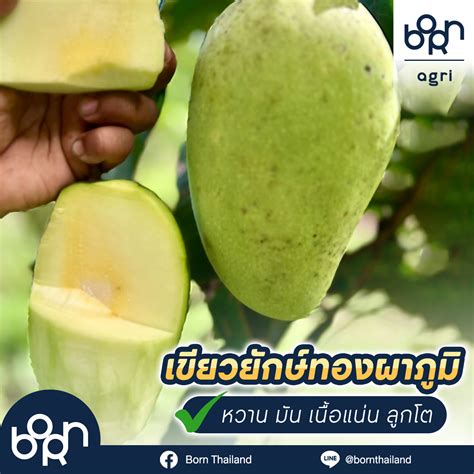 Born Thailand แหล่งรวมสินค้าชุมชนเอกลักษณ์ท้องถิ่นทั่วไทย Added A New Born Thailand แหล่ง