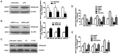 A Lps 10 µg Ml Treatment Induced Nfkb P65 Expression Attenuates