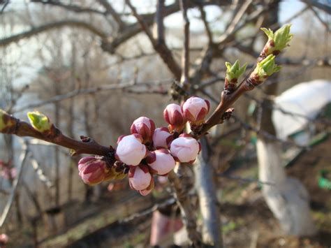 Абрикос сибирский (49 фото) » НА ДАЧЕ ФОТО