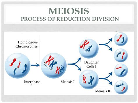 Turner College And Career High School Ppt Download