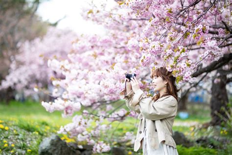 桜 GANREF