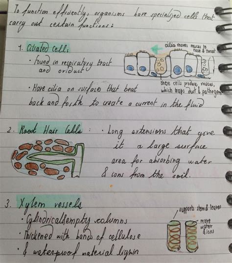 Cell Structure And Organization Magnification Igcse Revision