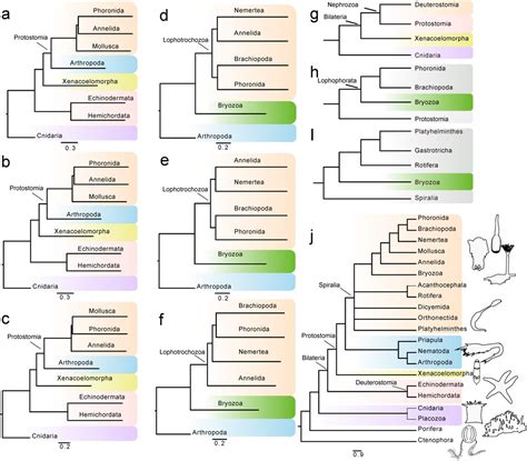 Phylum Arthropoda Tree