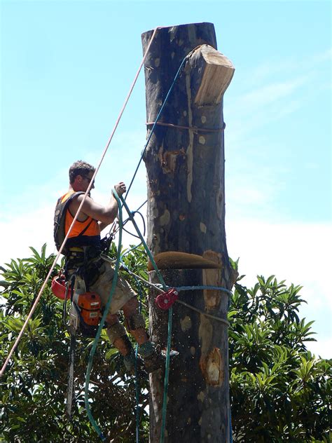 Removing Trees In Killcare Safely Tree And Garden Central Coast