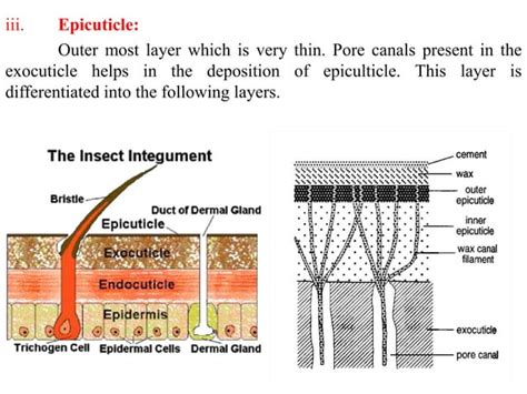 Insect Body Wall Its Structure Function And Molting Pptx