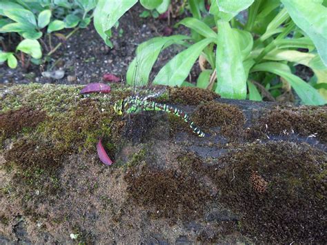 Libelle Garten Kostenloses Foto Auf Pixabay Pixabay