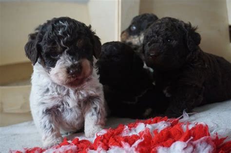Lagotto Romagnolo Welpen Italienische Wasserhunde In Delligsen