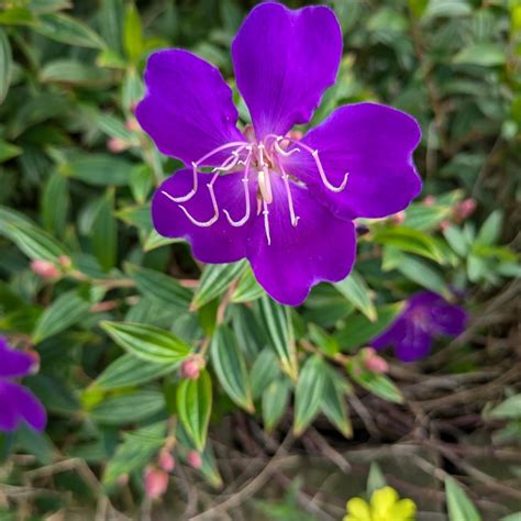 お米が主食 みーにゃのブログ