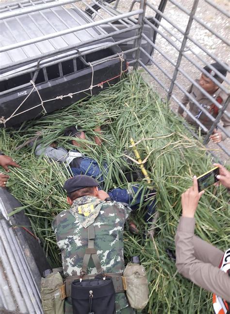 Dvb ျမက္ပင္မ်ားျဖင့္ ဖံုးအုပ္တင္ေဆာင္လာသည့္ တရားမ၀င္ ျမန္မာ ၅ ဦးကို