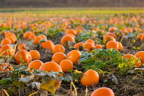 How To Grow Pumpkins Daily Medicos