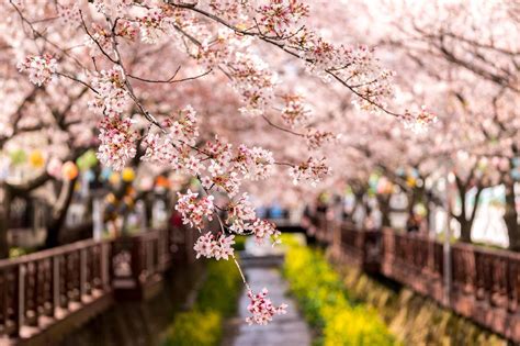 Download South Korea Hd Cherry Blossom Wallpaper