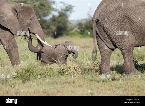 Elephant Reproductive Organs Pictures