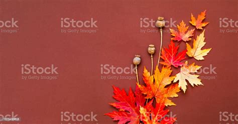 화려한 단풍과 마른 양귀비의 창조적 인 구성 바이오필리아 디자인 가을 베이지 색 배경 0명에 대한 스톡 사진 및 기타 이미지 0명 10월 갈색 Istock