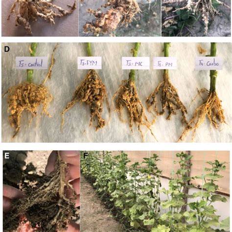 Cucumber Infected By Root Knot Nematodes A C Natural Incidence And Download Scientific Diagram