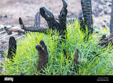 Growing From Fire Stock Photo Alamy