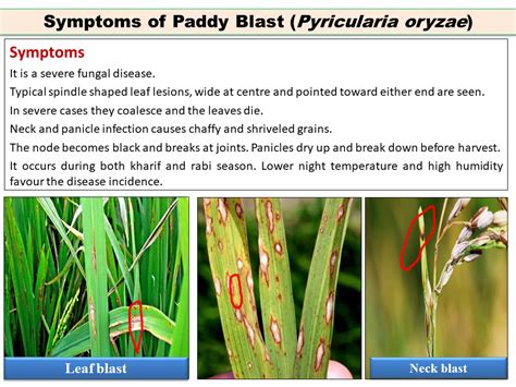 Symptoms Of Paddy Blast Pyricularia Oryzae Disease
