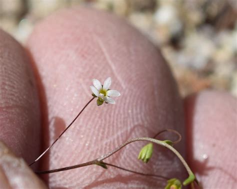 Nemacladus Sigmoideus Don Davis Flickr
