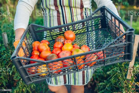 에코 농장에 빨간 토마토상자를 들고 있는 여성 농부 야채의 가을 작물을 수집합니다 농업 원예 가을에 대한 스톡 사진 및 기타 이미지 Istock
