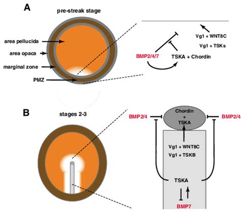 Model Of Molecular Interactions During Primitive Streak Formation The