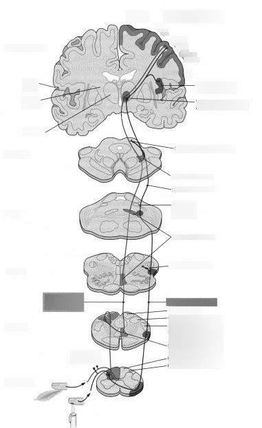 Spinothalamic Anterolateral Pathway Diagram Quizlet
