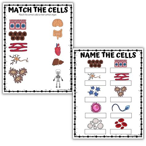 Human Cell Worksheet Worksheets Library