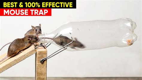 Best Mouse Trap Bottle Trap Rat Trap Homemade Diy Mouse Trap Youtube