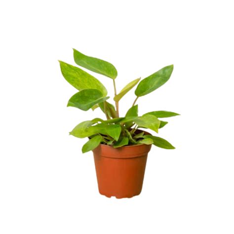 Lickety Split Philodendron Plant Addicts