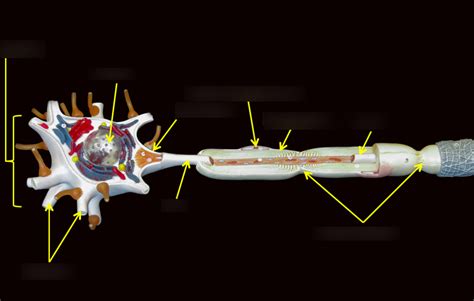 Neurons Lab Quiz Diagram Quizlet