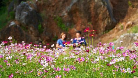 พัทลุง เทศบาลตำบลเขาเจียกปลูกดอกคอสมอสปีที่ 2 กำลังบานสะพรั่งรับเดือนแห่งความรัก