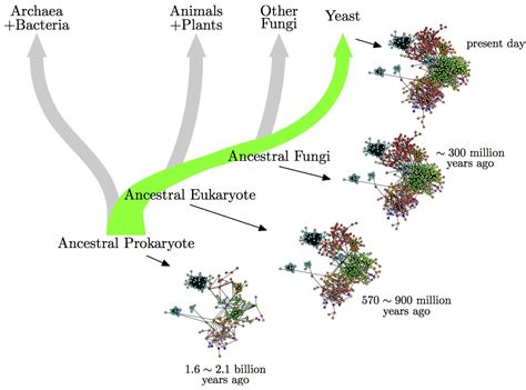 Plos One Novel Insights Into The Evolution Of Protein Networks