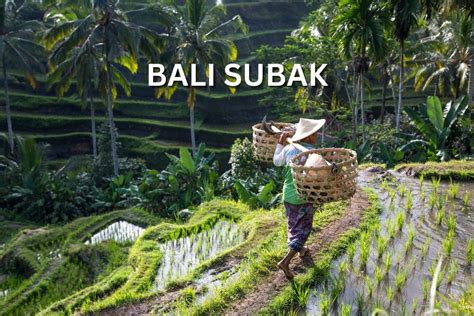 Subak In Bali A Unique Blend Of Culture Community And Farming