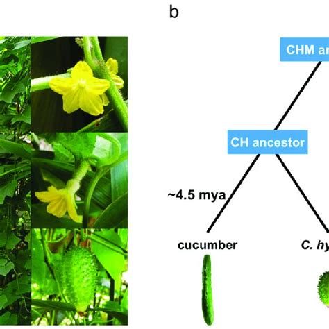 Genome Evolution Of Cucumis Hystrix A Genome Collinearity Analysis Of Download Scientific