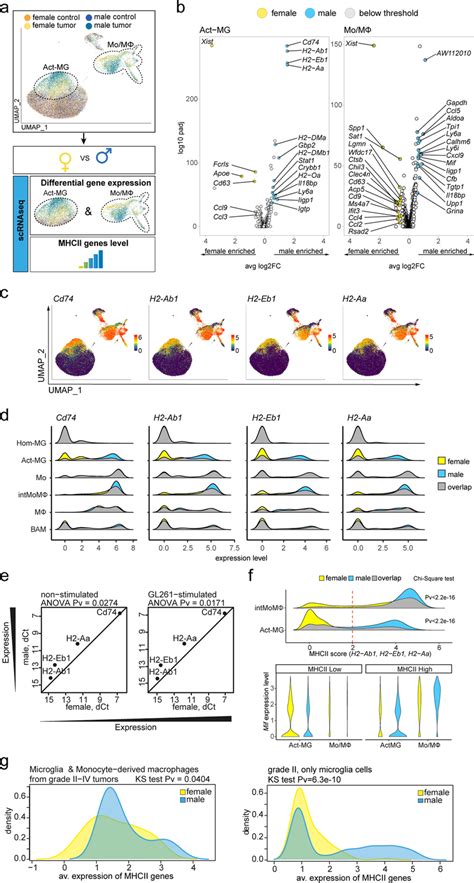 Expression Of Mhcii And Cd74 Genes Is More Abundant In Microglia And Download Scientific