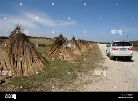 Thatching Grass Drying On The Roadside In The Duiwenhoks River Region