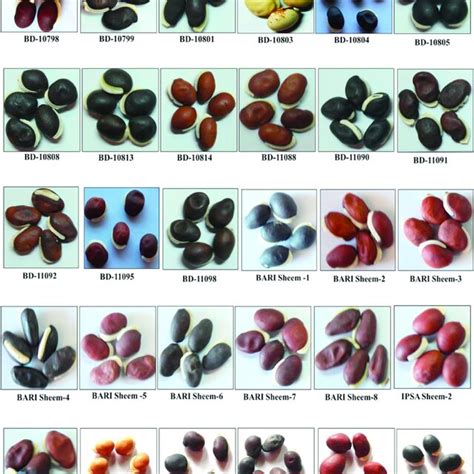 Pdf Analysis Of Qualitative And Quantitative Morphological Traits Related To Yield In Country