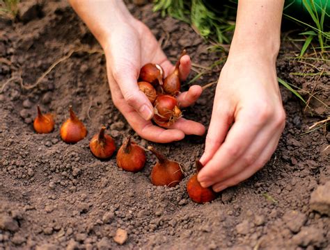 How To Plant Bulbs Backyard Boss