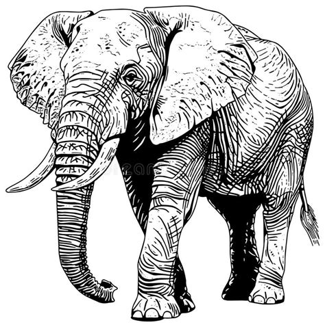 African Elephant Illustration Stock Vector Illustration Of Black