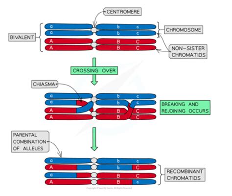 Reproduction And Inheritance Flashcards Quizlet