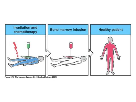 Ppt Lecture 10 Thymocyte Selection Ii Powerpoint Presentation Free Download Id 3346875