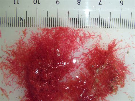 Can Anyone Help Me To Identify These Marine Macroalgae Researchgate