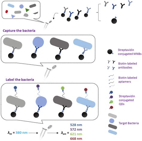 Diagram Of The Multiplex Assay For Simultaneous Detection Of Four