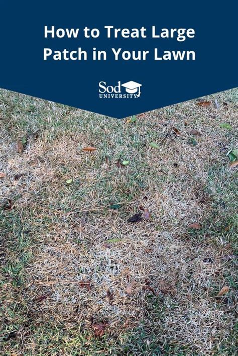 Fix Dry Grass Patches At Dakota Bunce Blog