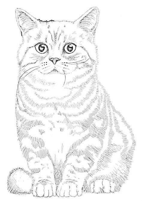 Раскраски милая кошка 19 раскрасок скачать или распечатать бесплатно