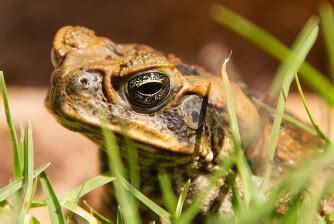 Cane Toad Poisoning What You Should Know MyOwnVet Vet Hospital