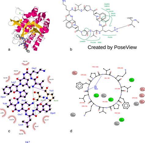 Diagrams Produced By Ligplot Poseview And Leview For Gramicidin S Download Scientific Diagram