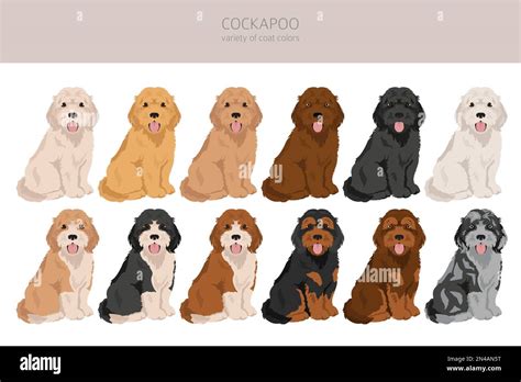 Cockapoo Mix Breed Clipart Different Poses Coat Colors Set Vector