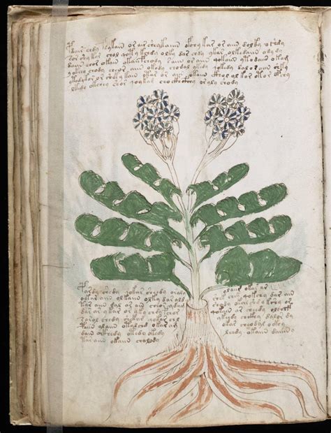 The Voynich Manuscript Free Download Borrow And Streaming
