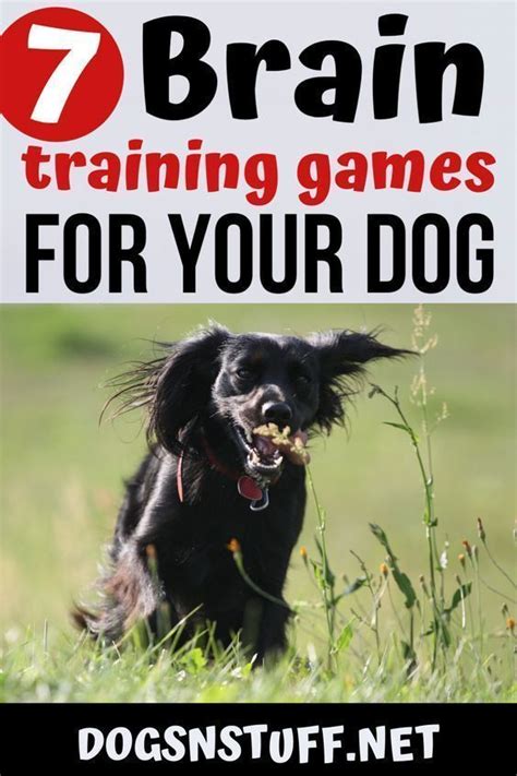 7 Mental Stimulation Games For Dogs Artofit