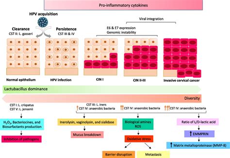Interpaly Between Human Papillomavirus Hpv Vaginal Microbiome And