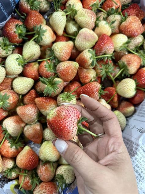 เ เซฟตี้ สตรอเบอรี่ จำหน่ายสตรอเบอรี่ดอยบ่อแก้ว เชียงใหม่